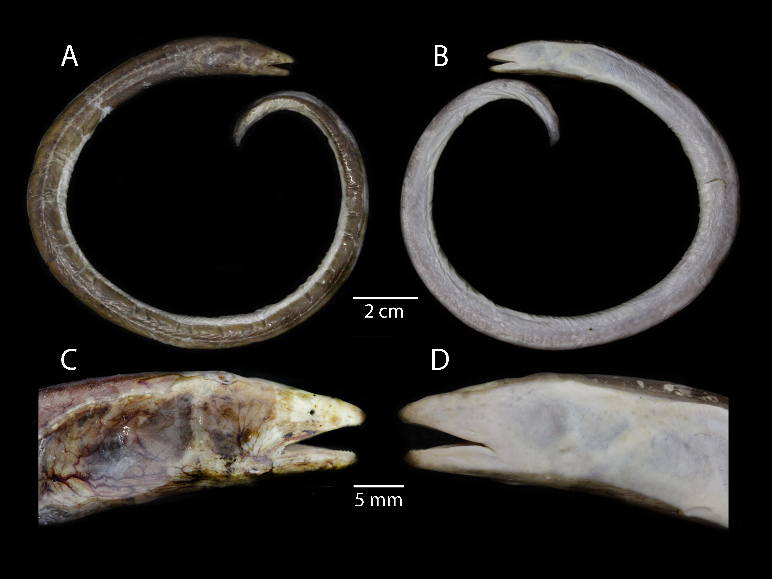 An Eel Flatfish? Body Asymmetry in Mud Eels