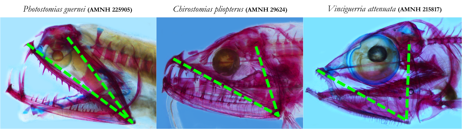 Jaw Diversity of Deep-Sea Fishes