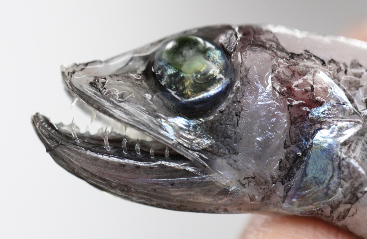 Welcome! [fishmorph.com]